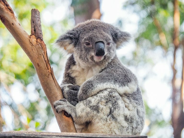 An extensive guide to 820/801 Australian Partner Visa evidence ⋆ brooke ...