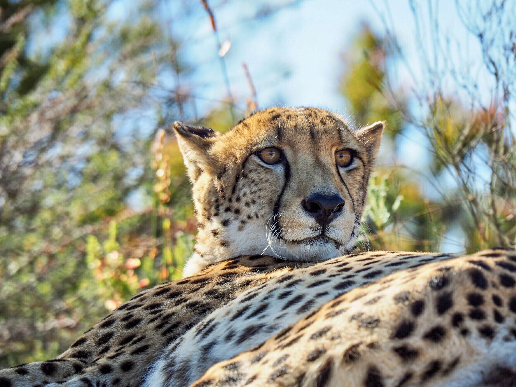 A guide to ethical wildlife encounters: how to avoid exploitative ...