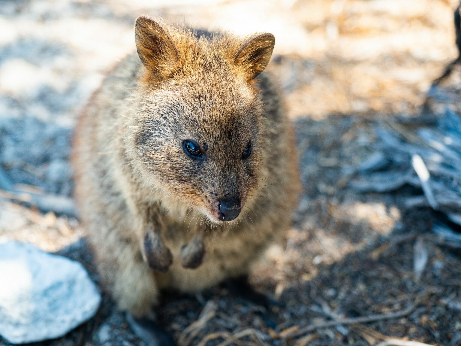 Rotto travel guide: the perfect day trip to Rottnest Island, Western ...