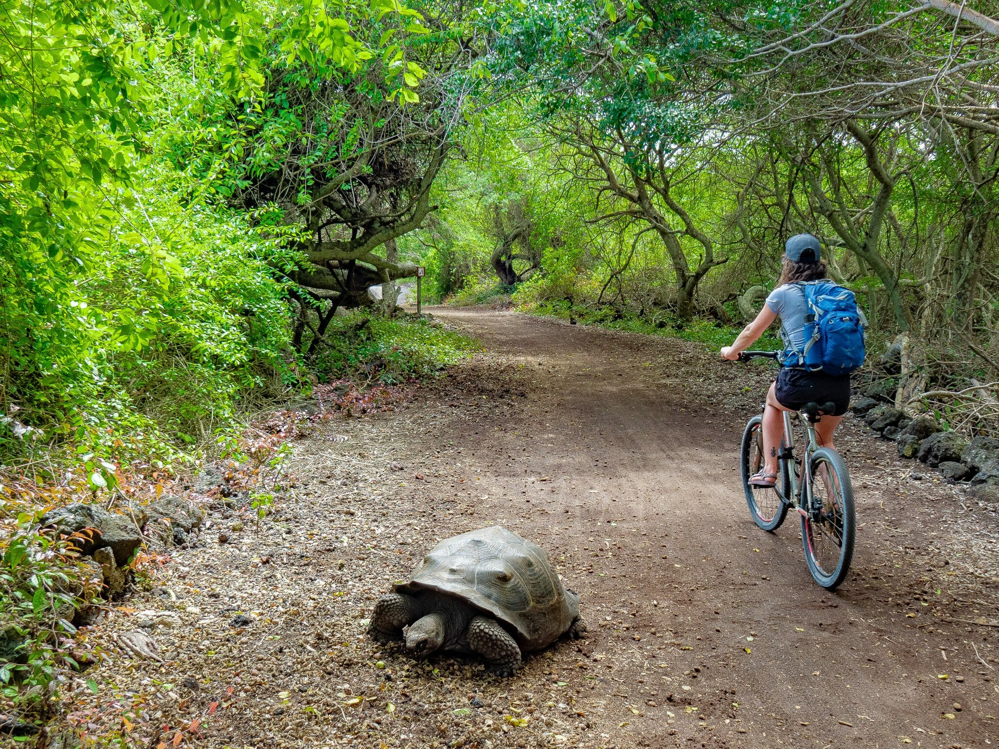 The perfect 2-3 week Galápagos & mainland Ecuador travel itinerary ⋆ ...