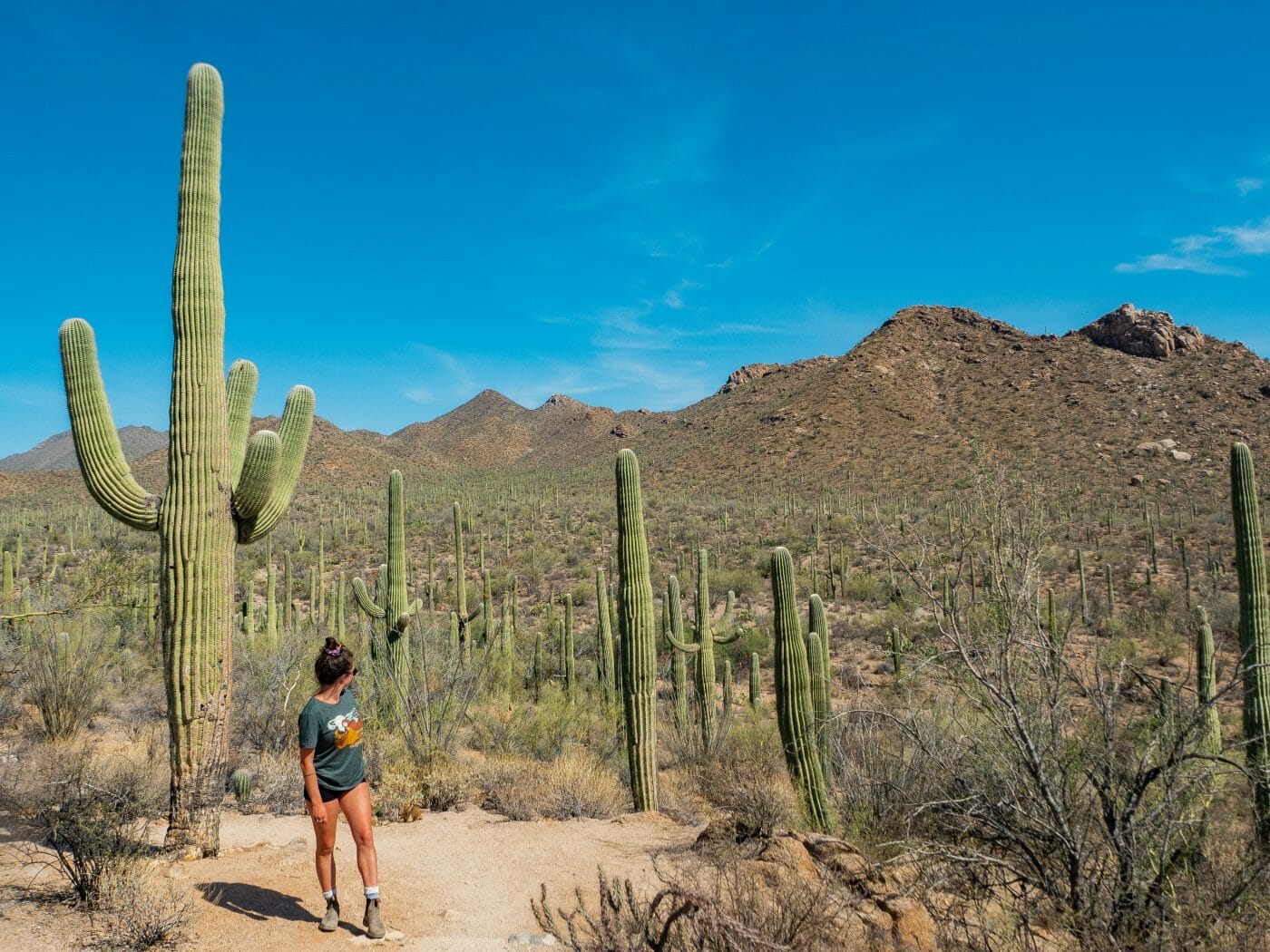 The ultimate 1-day Saguaro National Park itinerary: 14 best hikes ...